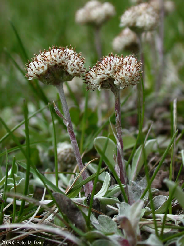 Antennaria Neglecta Field Pussytoes Minnesota Wildflowers Antennaria Neglecta Field Pussytoes Minnesota Wildflowers